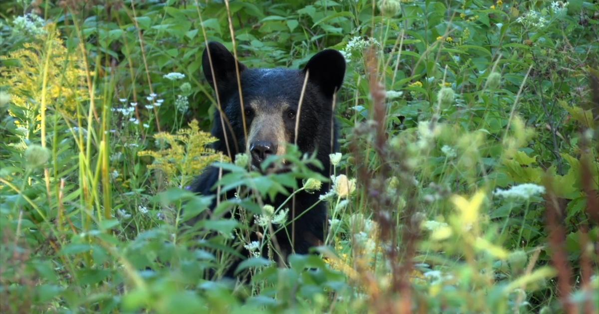 Michigan Out-of-Doors | Bear Hunting, Deer Hunting | Season 25 ...