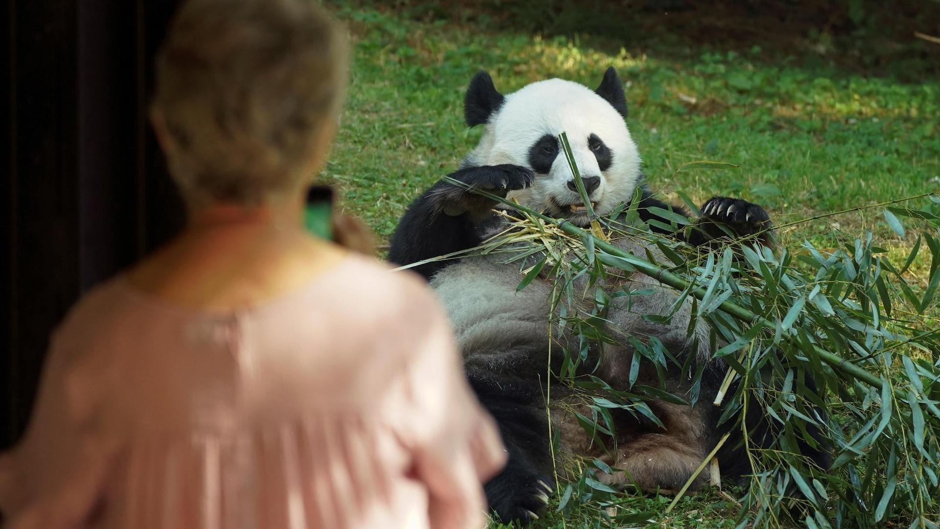 National Zoo prepares to say goodbye to beloved pandas | PBS News Hour ...