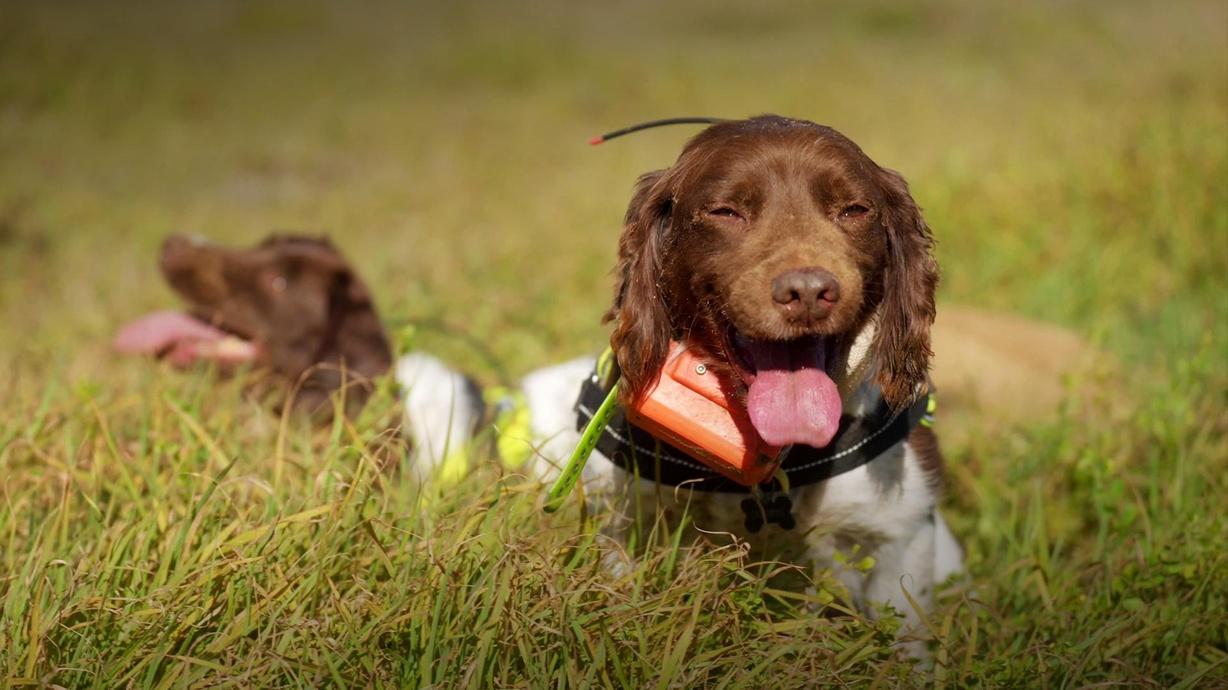 Canine Conservationists | WILD HOPE | Watch on PBS Wisconsin