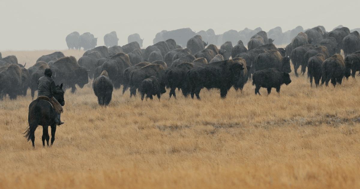 Bring Them Home | The Fall Buffalo Drive | PBS