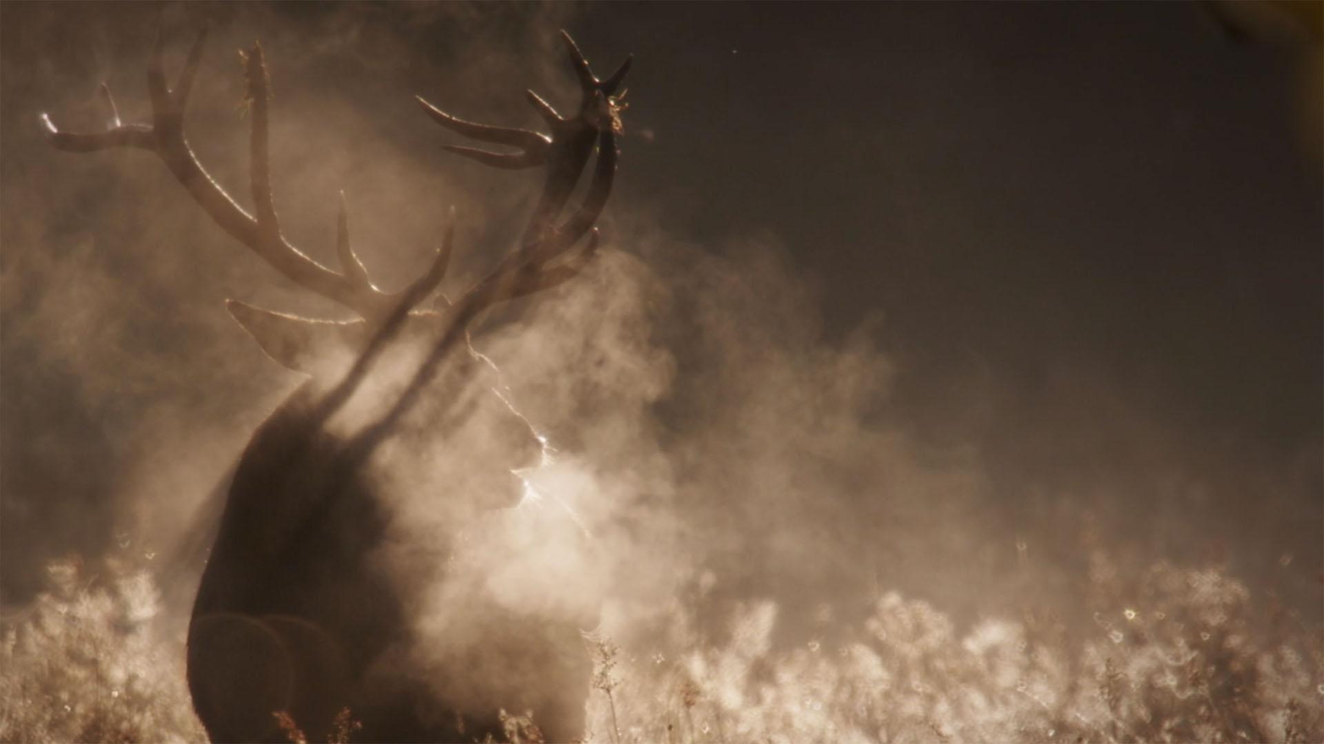 Ireland's Ancient Deer | Ireland's Wild Coast | THIRTEEN - New York ...