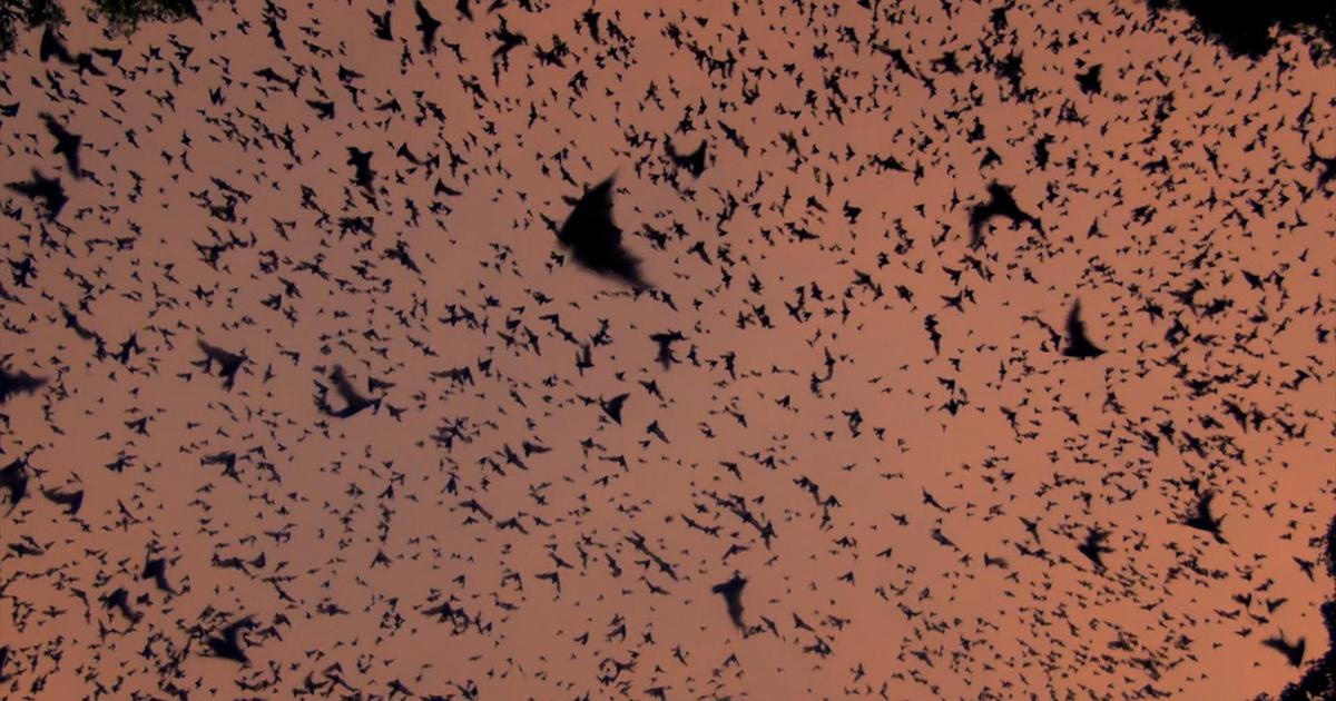Nature | Bat Volcano Erupts at Night | Season 39 | Episode 13 | PBS