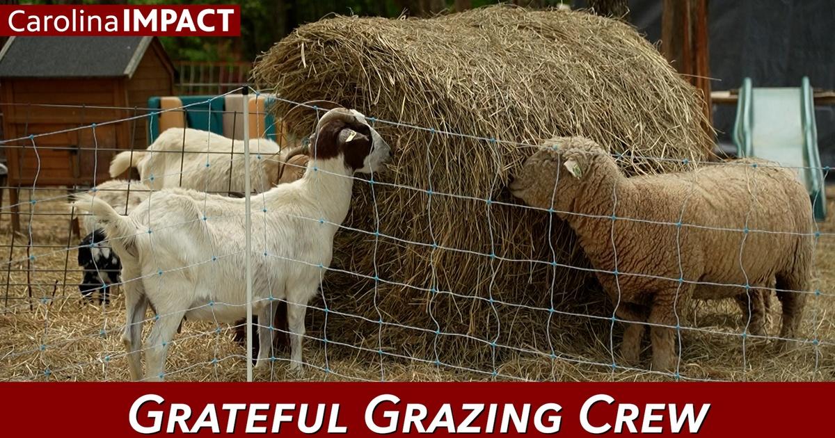 Carolina Impact | Grateful Grazing Crew | Carolina Impact | Season 12 ...