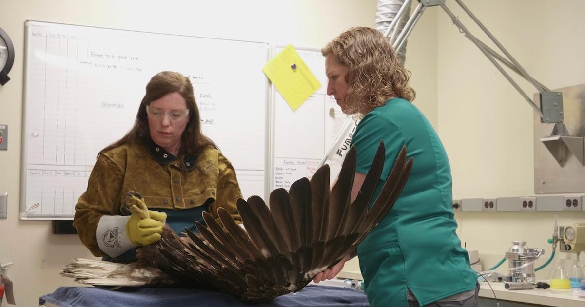 Prairie Sportsman | Raptor Rescue | Season 13 | Episode 2 | PBS