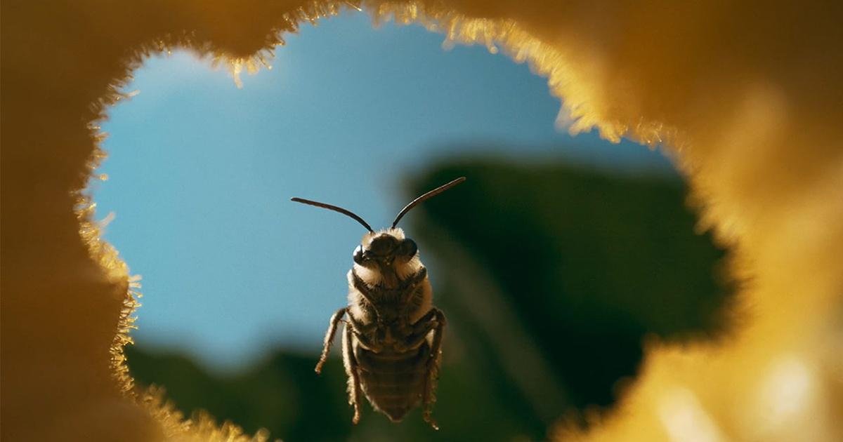 Arizona PBS Previews | Human Footprint: The Honey Trap | PBS