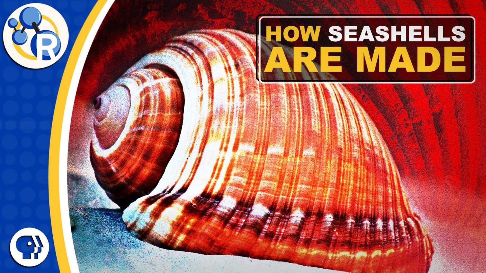 How Seashells Are Made | Reactions | ALL ARTS