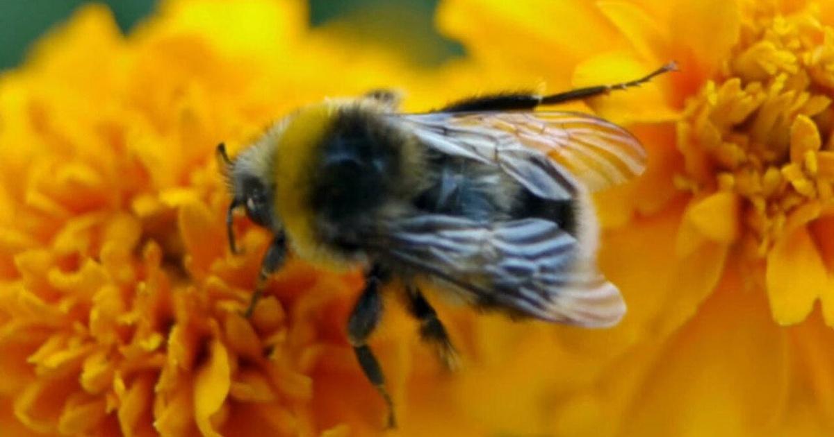 Earth Focus | Neonics: Driving Declines in Biodiversity | PBS