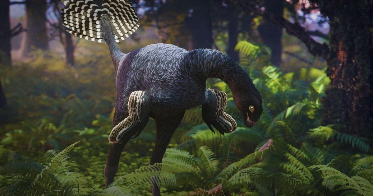 Eons | Did These Feathered Wings Evolve to Be Scary? | Season 8 ...