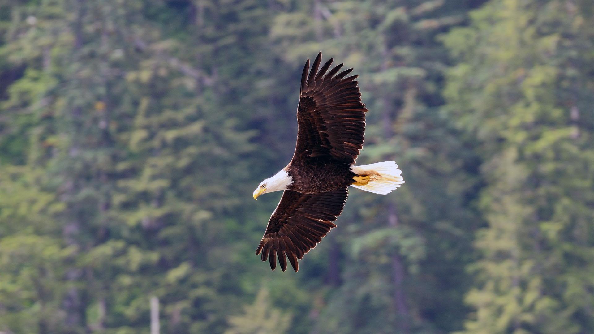 S1 E1: Wild Bald Eagle in Flight | Wild Alaska Live | Video | THIRTEEN ...