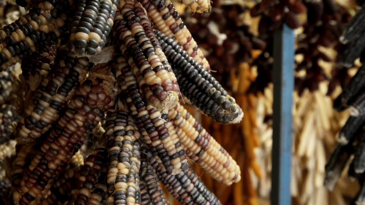 Corn is King | Watch Native America on PBS Wisconsin