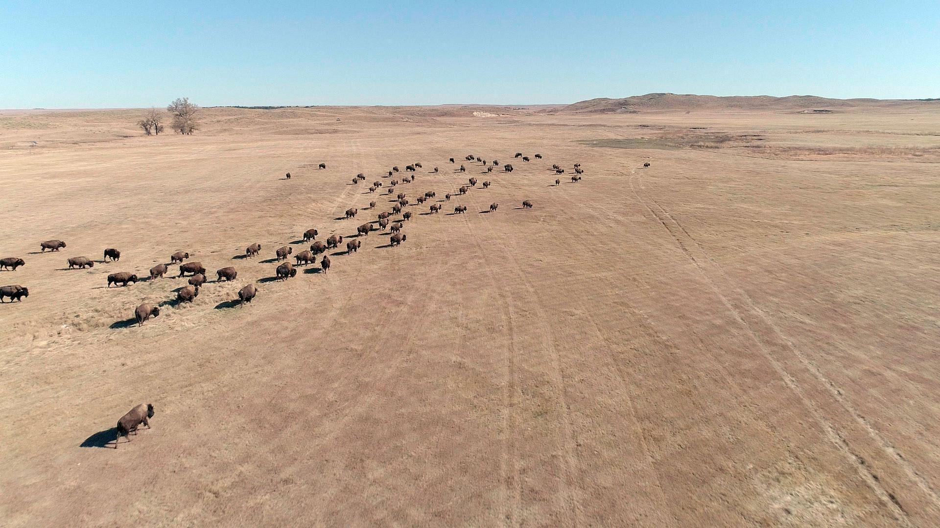 The Wolakota Buffalo Project | The American Buffalo | THIRTEEN - New ...