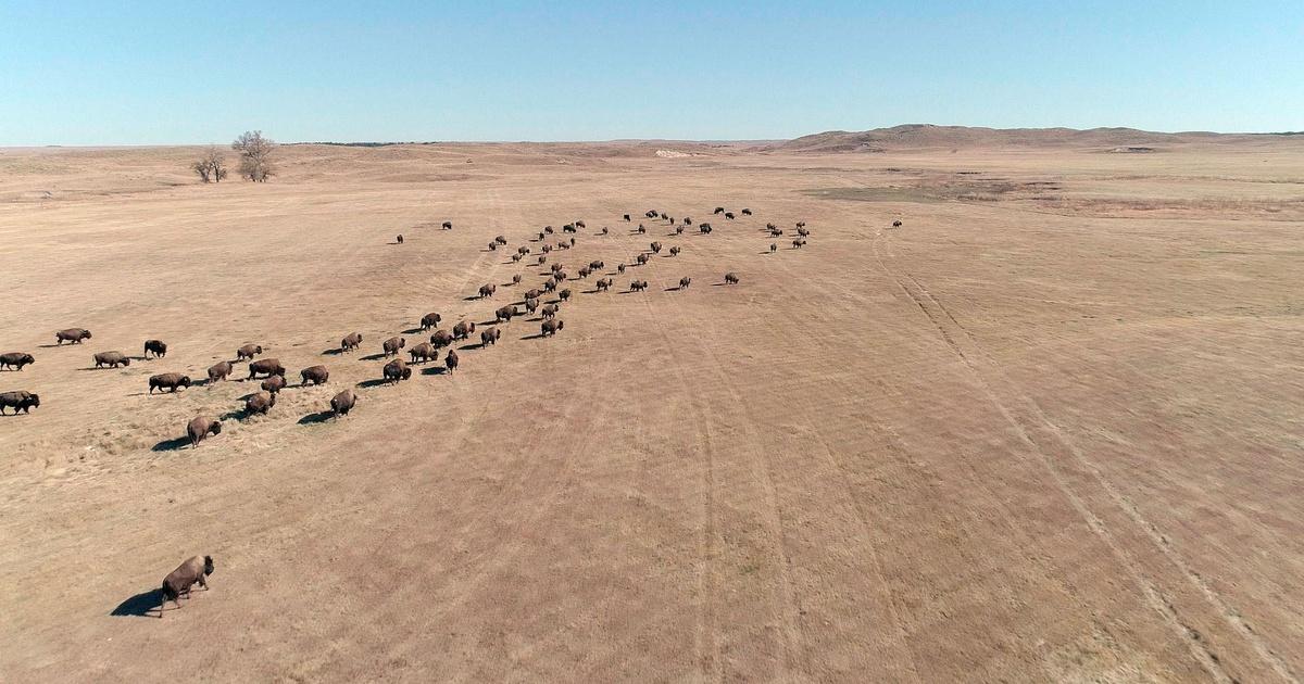 The American Buffalo | The Wolakota Buffalo Project | PBS