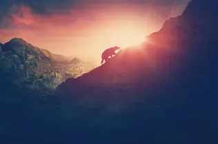 NOVA | Secrets of the Forest | Season 52 | Episode 8 | PBS