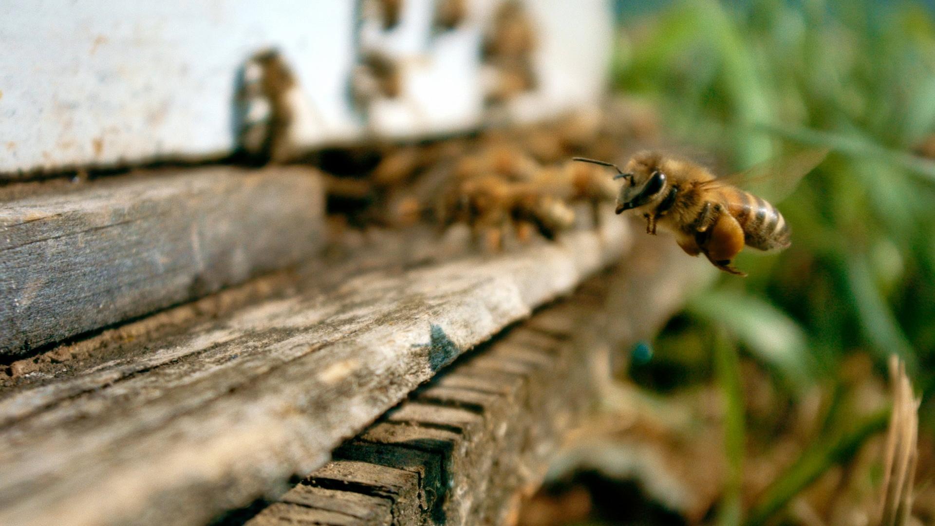 The Pollination Economy: Inside America's Bee Crisis | Human Footprint ...
