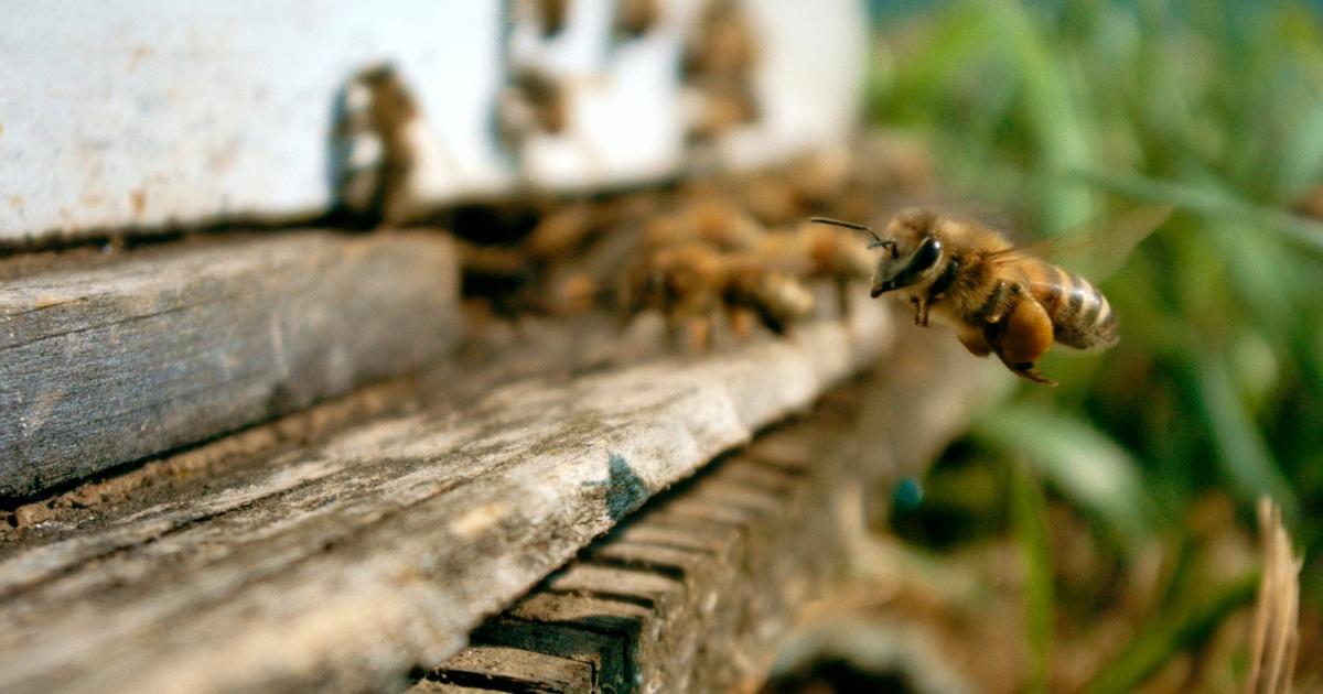 Human Footprint | The Pollination Economy: Inside America's Bee Crisis ...