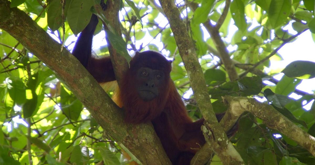 Expedition | Meeting Suriname's Jungle Inhabitants | Digital Extra ...