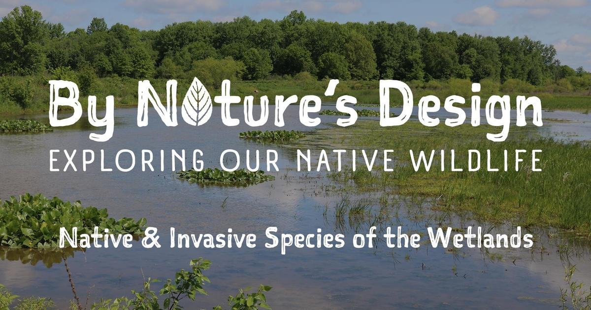 By Nature’s Design: Exploring Our Native Wildlife | Native & Invasive ...