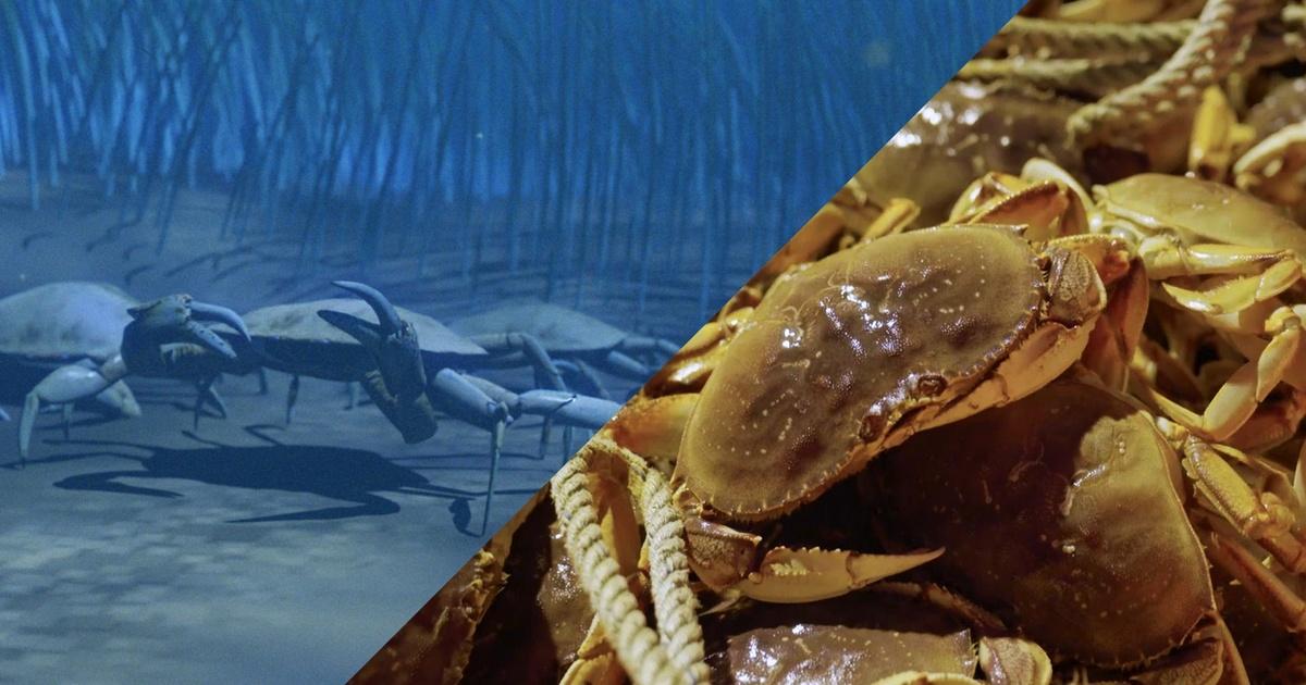 Superabundant | Dungeness Crab | Superabundant | Season 2 | OPB
