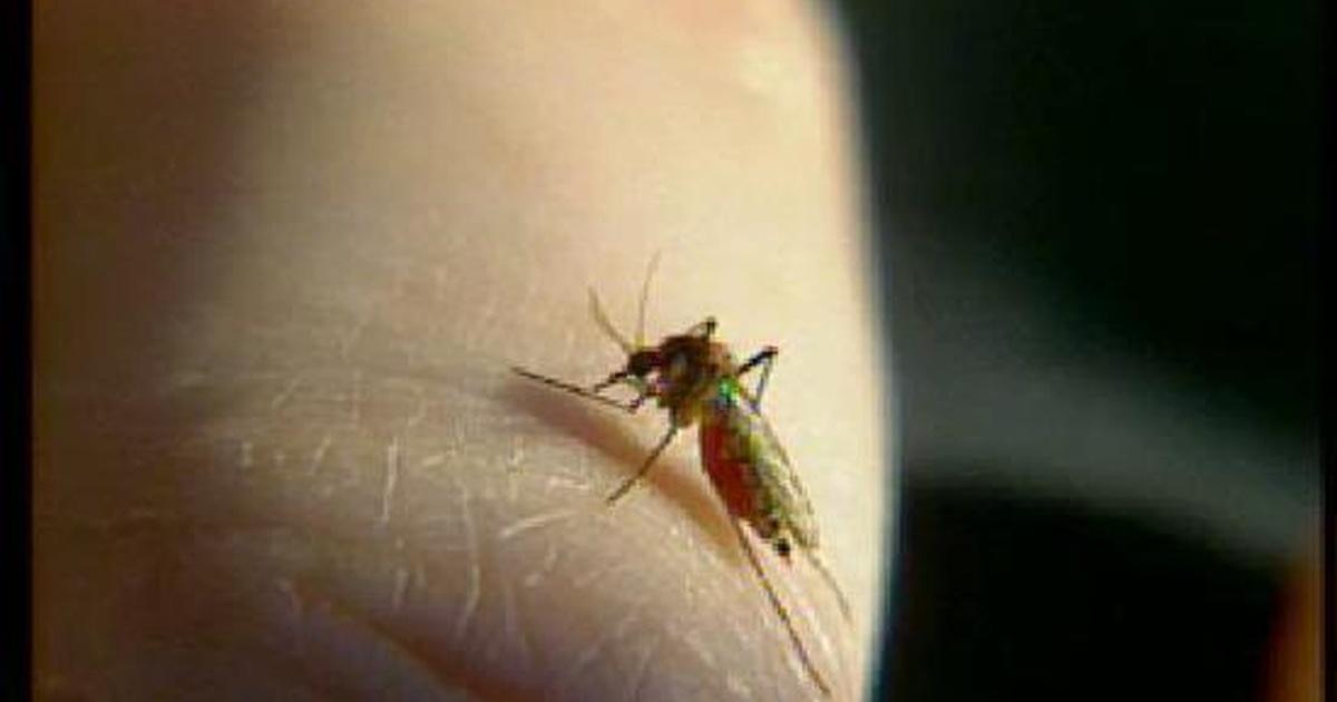 Mosquito! | Mosquitos in Minnesota | PBS