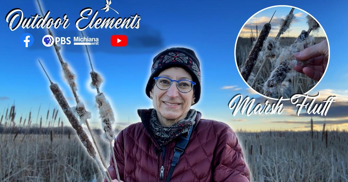 Outdoor Elements | Finding Fluff in the Marsh | PBS