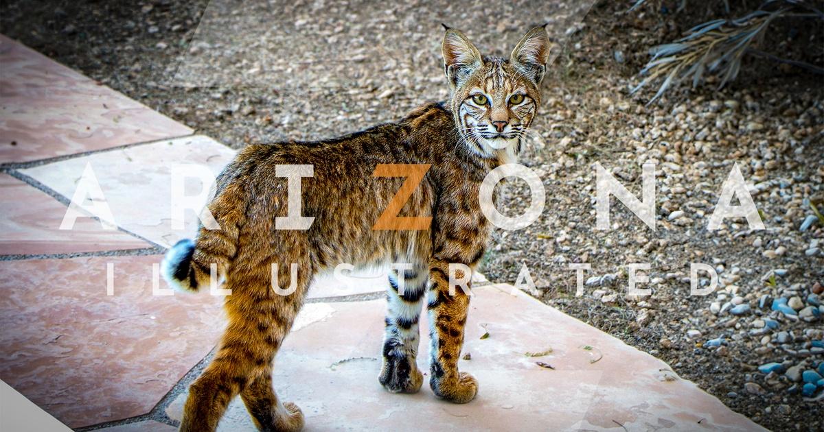 Arizona Illustrated | Bobcats & drawing | Season 2024 | Episode 19 | PBS
