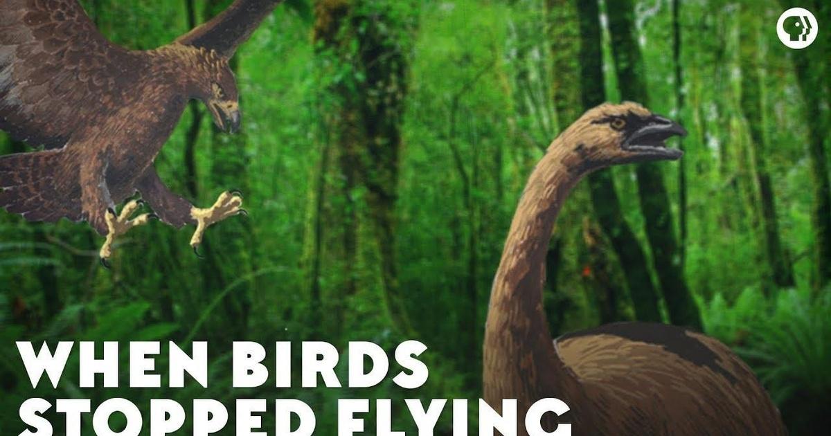 Eons | When Birds Stopped Flying | Season 2 | Episode 2 | PBS