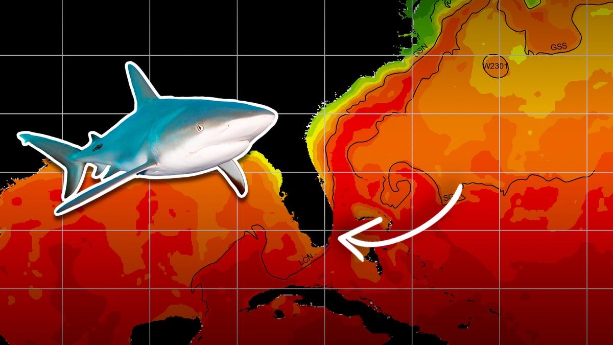 How Does a Record-Breaking Ocean Heat Wave Impact Sharks? | Sharks ...