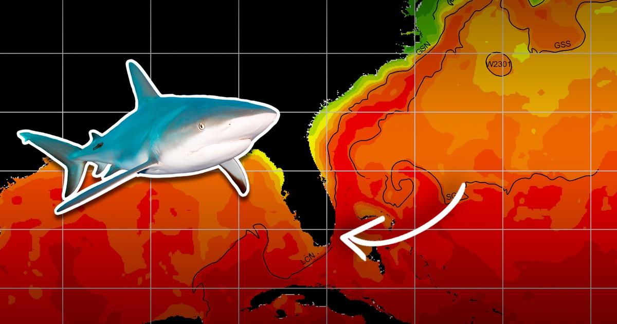 Sharks Unknown with Jasmin Graham | How Does a Record-Breaking Ocean ...