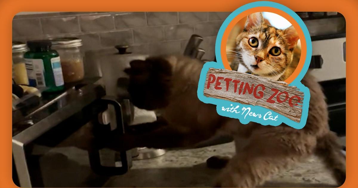 NewsDepth | Petting Zoo: Cat vs. Microwave | Season 53 | Episode 19 ...