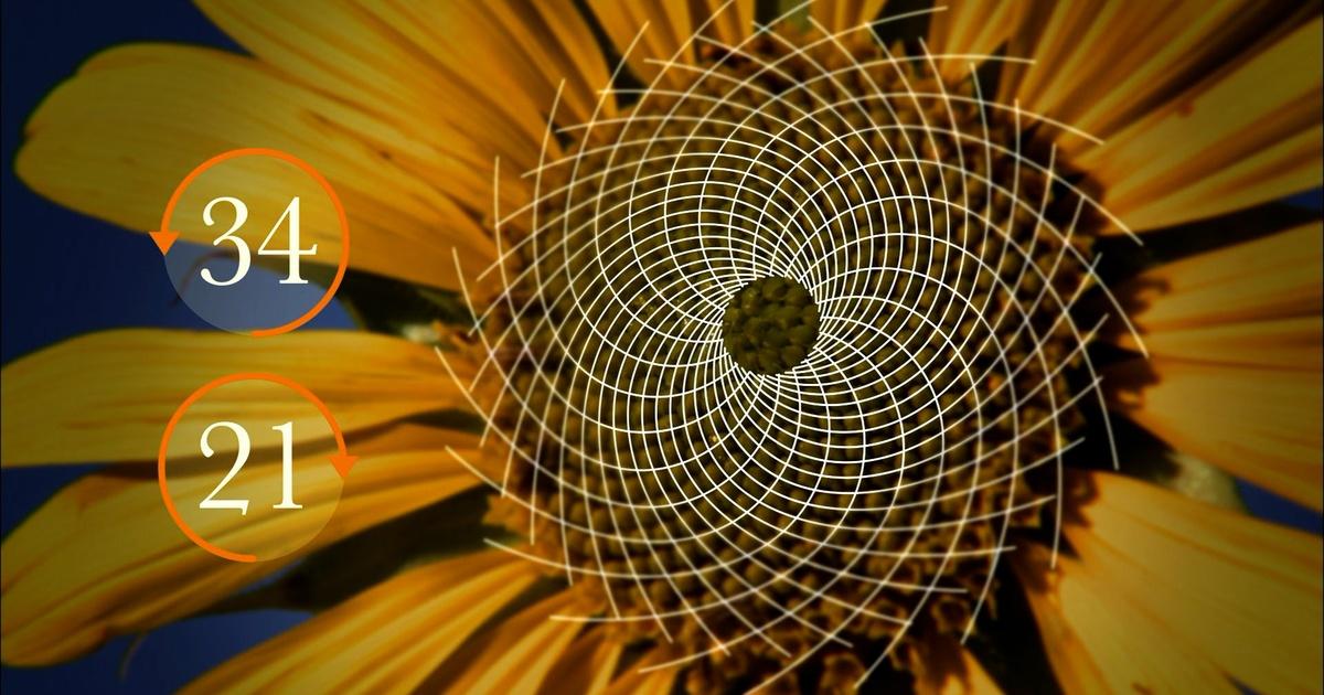 NOVA | Do Plants Know Math? | Season 42 | Episode 7 | PBS