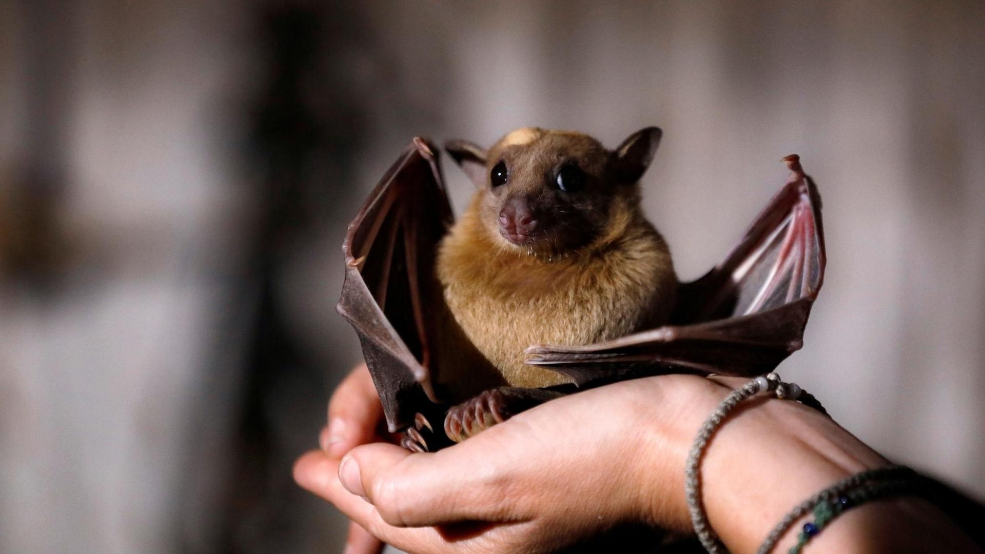 Rising interactions between bats, humans pose health risks | PBS News ...