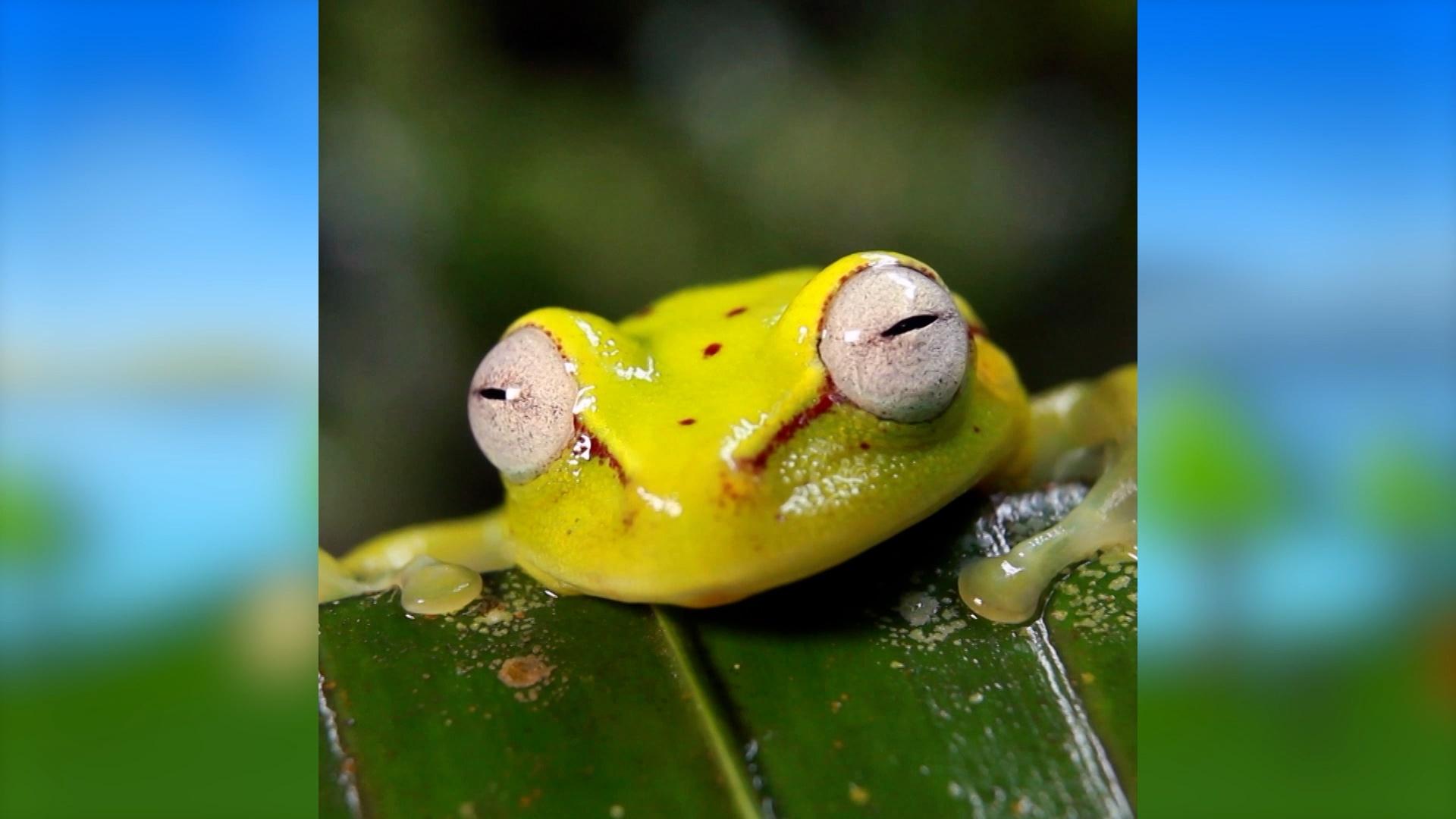 Favorite Character Day | Camp TV | WLIW