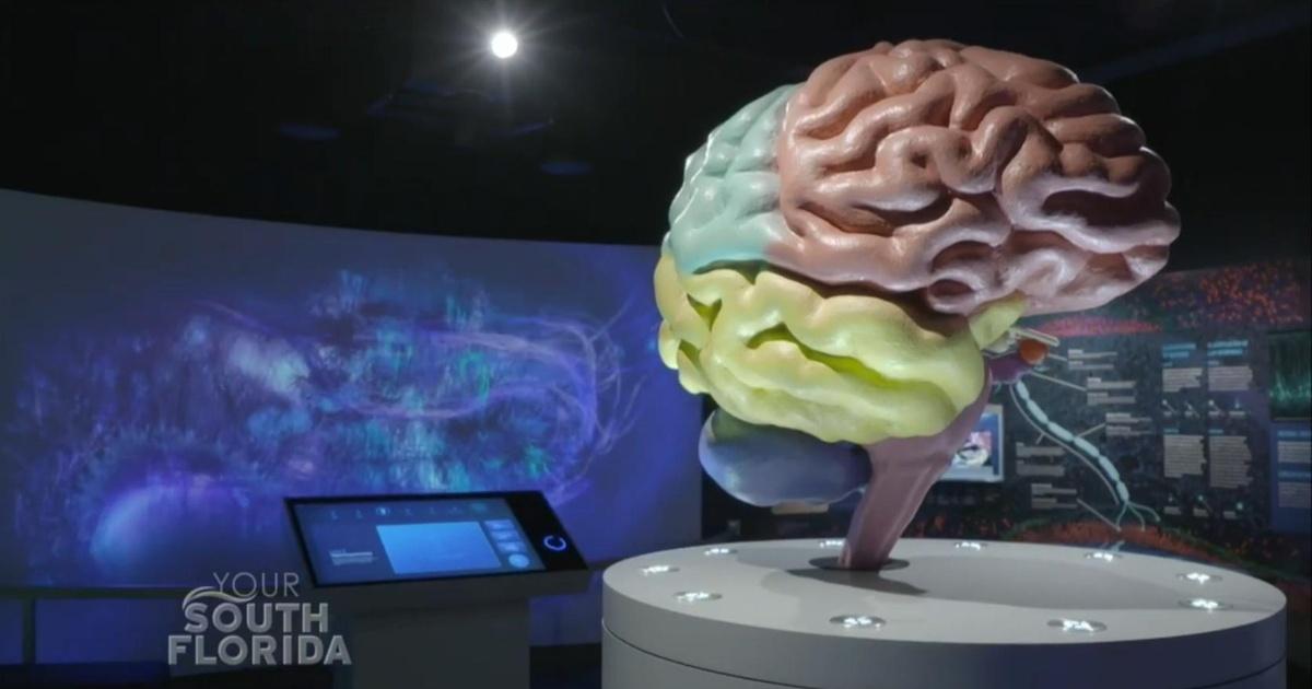 Your South Florida | Journey Through the Human Brain | Season 3 | PBS