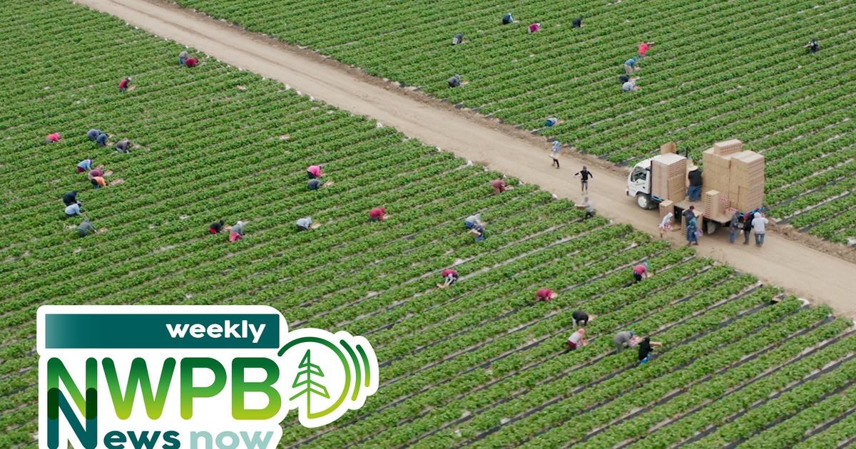 NWPB Weekly News Now | Immigration Policies Impacting Northwest ...