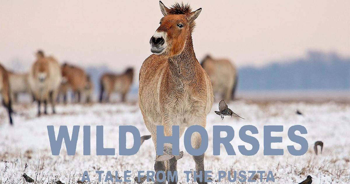 Wild Horses - A Tale From the Puszta | PBS