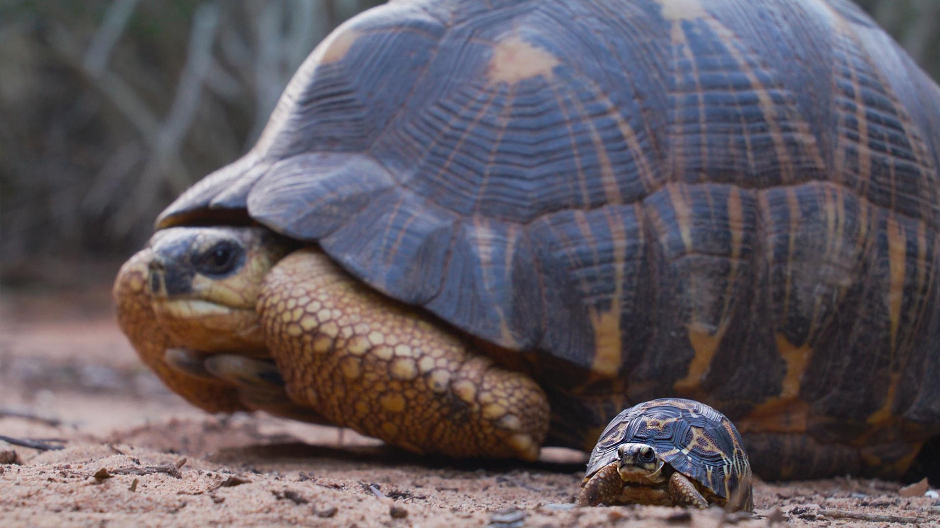 Growing Up as a Radiated Tortoise | Nature | THIRTEEN - New York Public ...