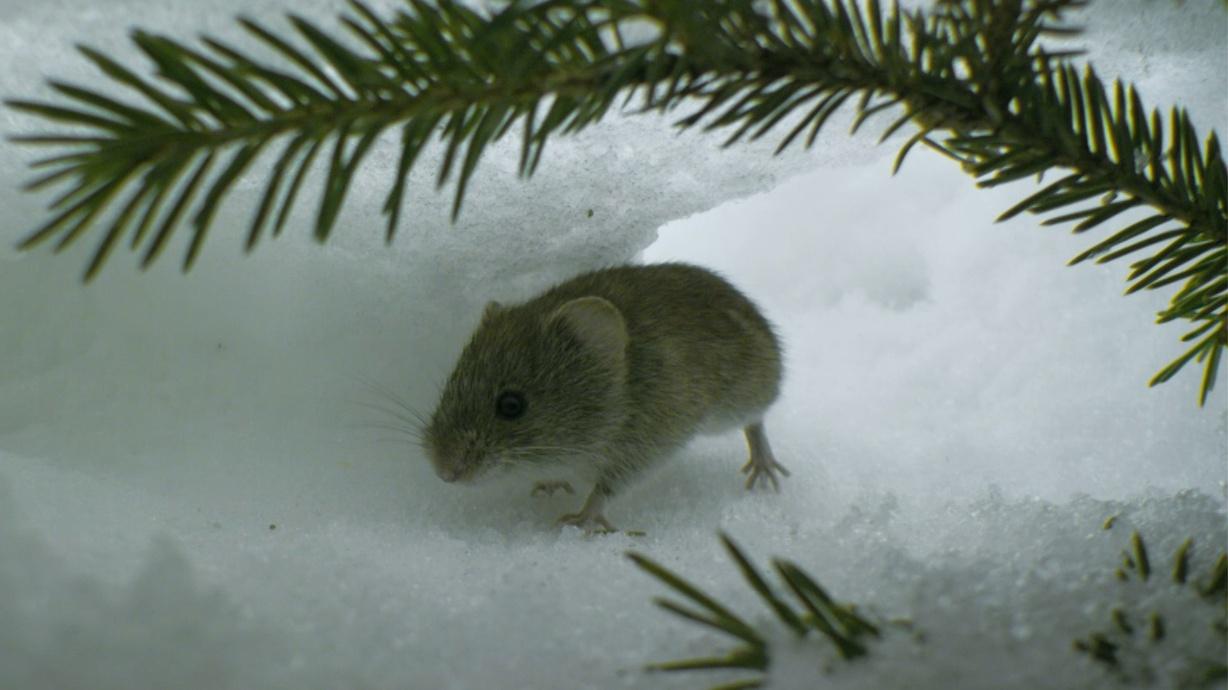 Dramatic Vole Escape Caught on Camera | Watch on PBS Wisconsin