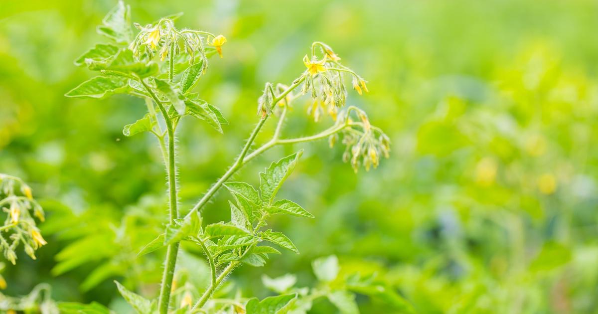 RMPBS News | Plant expert answers common seed starting questions ...