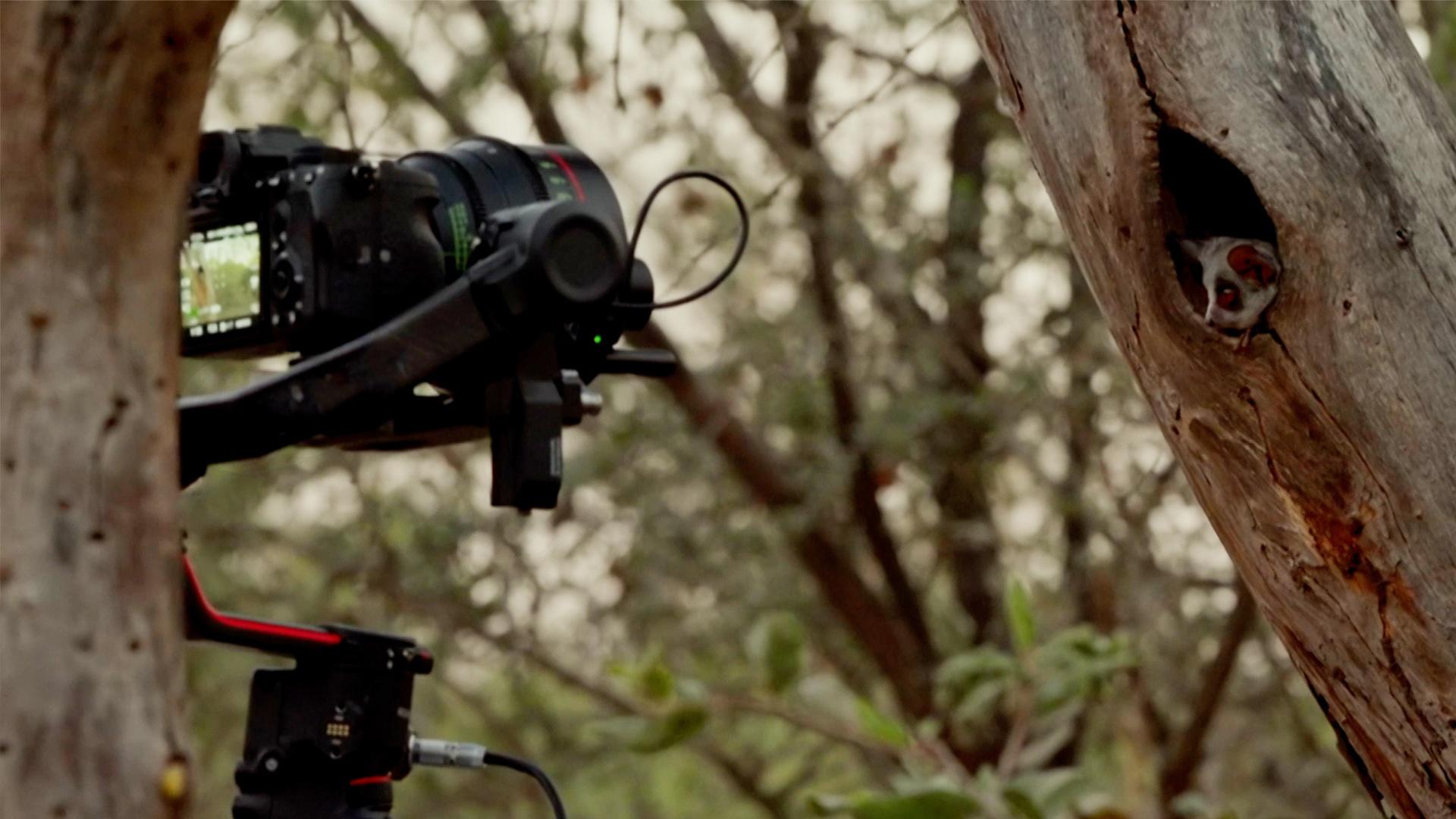 How We Film Tiny Animals | Behind the Scenes | Nature | THIRTEEN - New ...