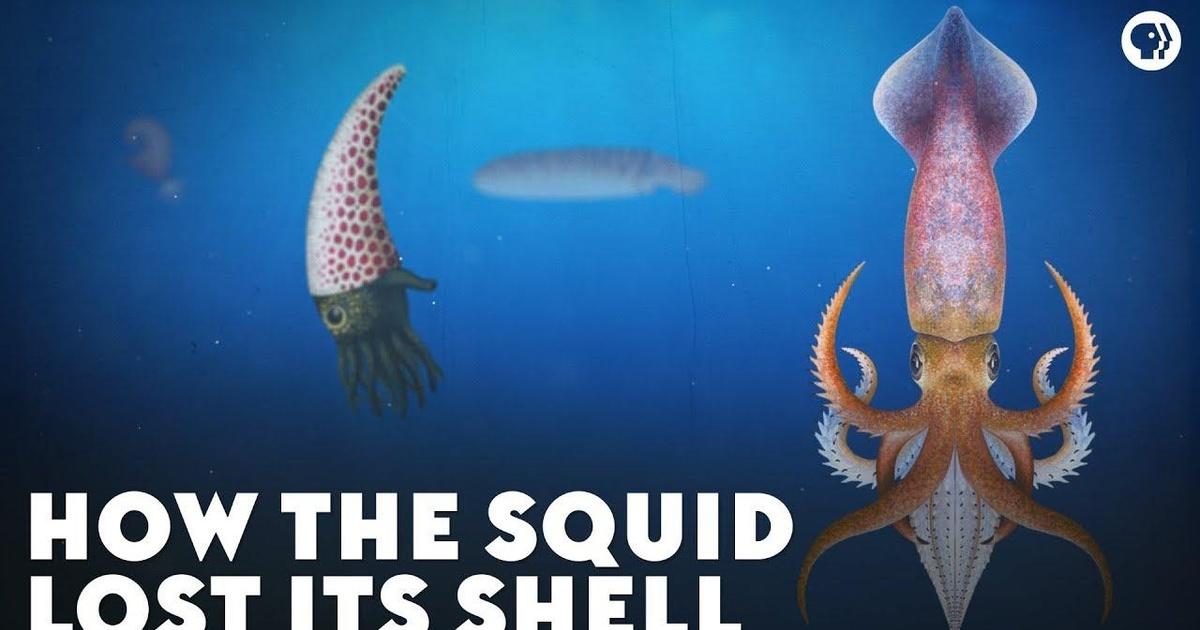 Eons | How the Squid Lost Its Shell | Season 1 | Episode 38 | PBS