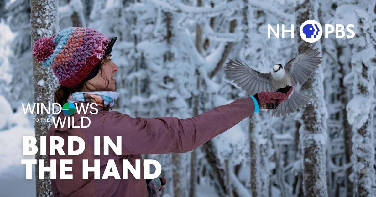 Windows to the Wild | PBS