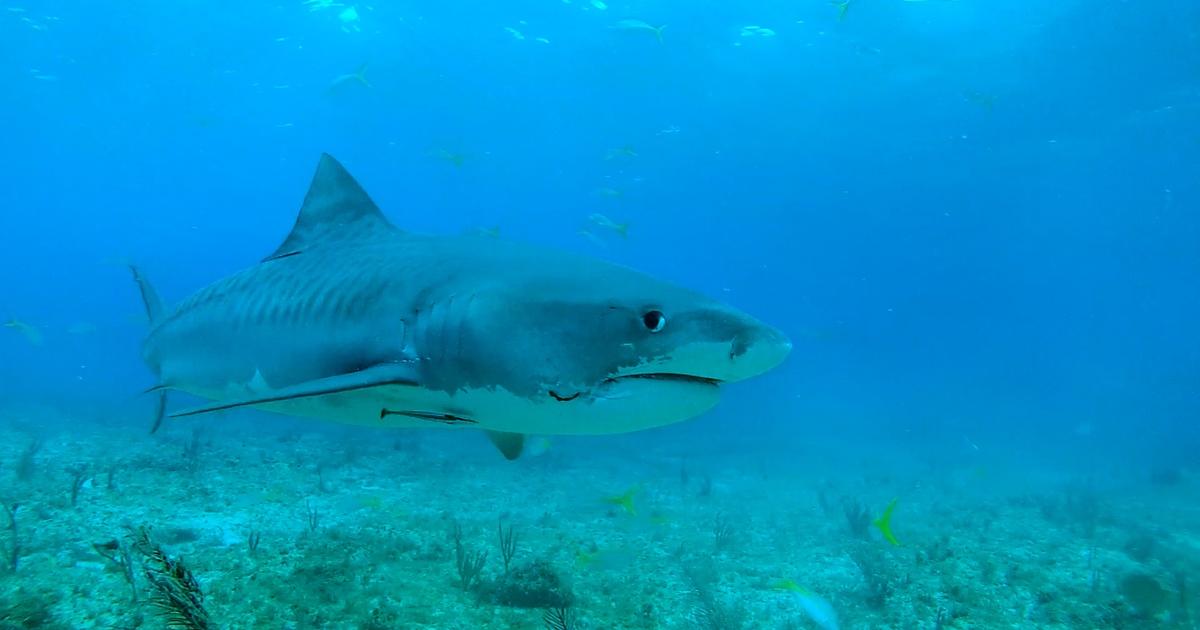 NOVA | Sharks Are Showing Up Earlier—and Staying Longer | Season 49 | PBS