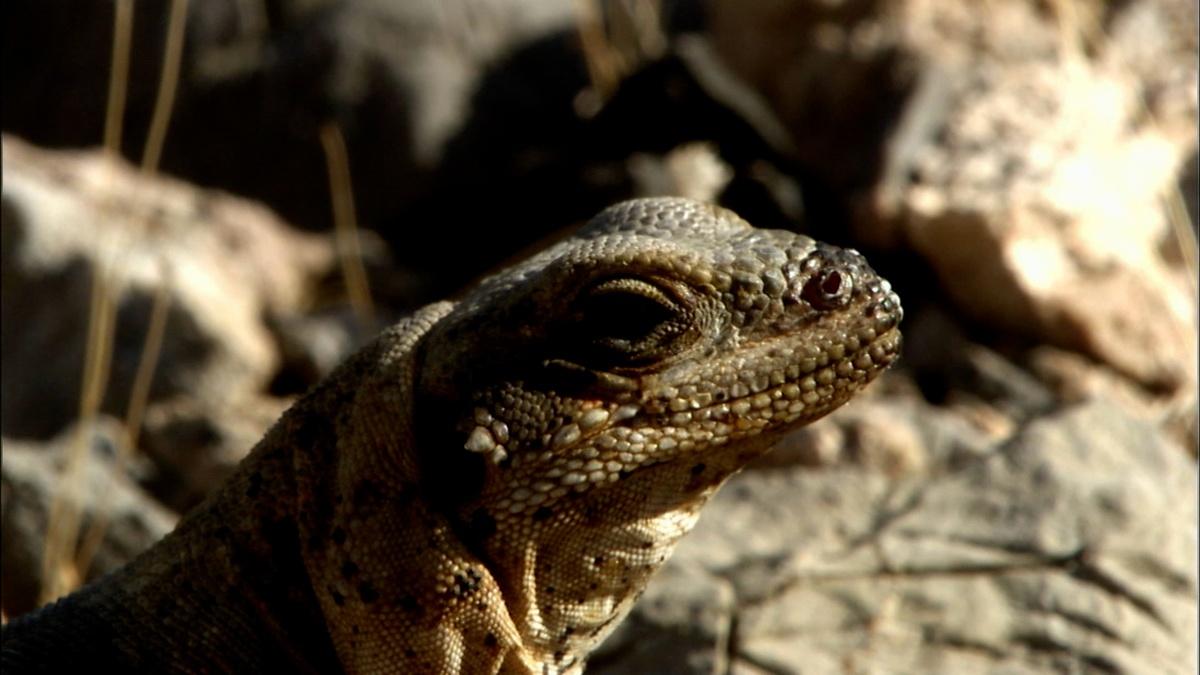 Life in Death Valley | Nature | THIRTEEN - New York Public Media