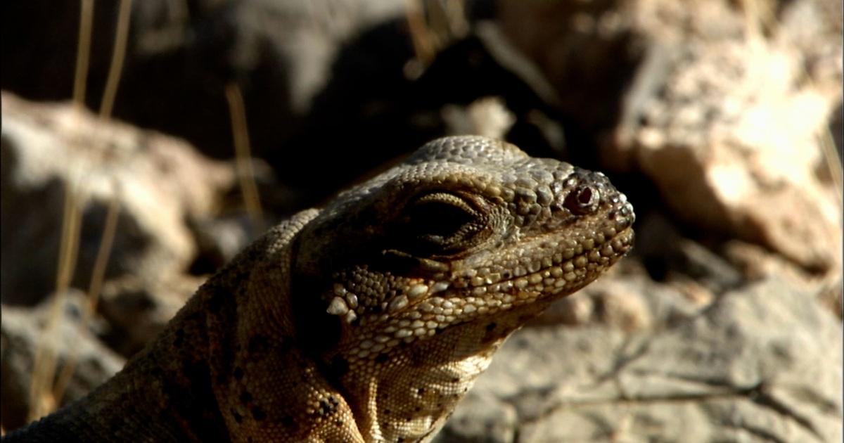 Nature | Life in Death Valley | Season 24 | Episode 6 | PBS