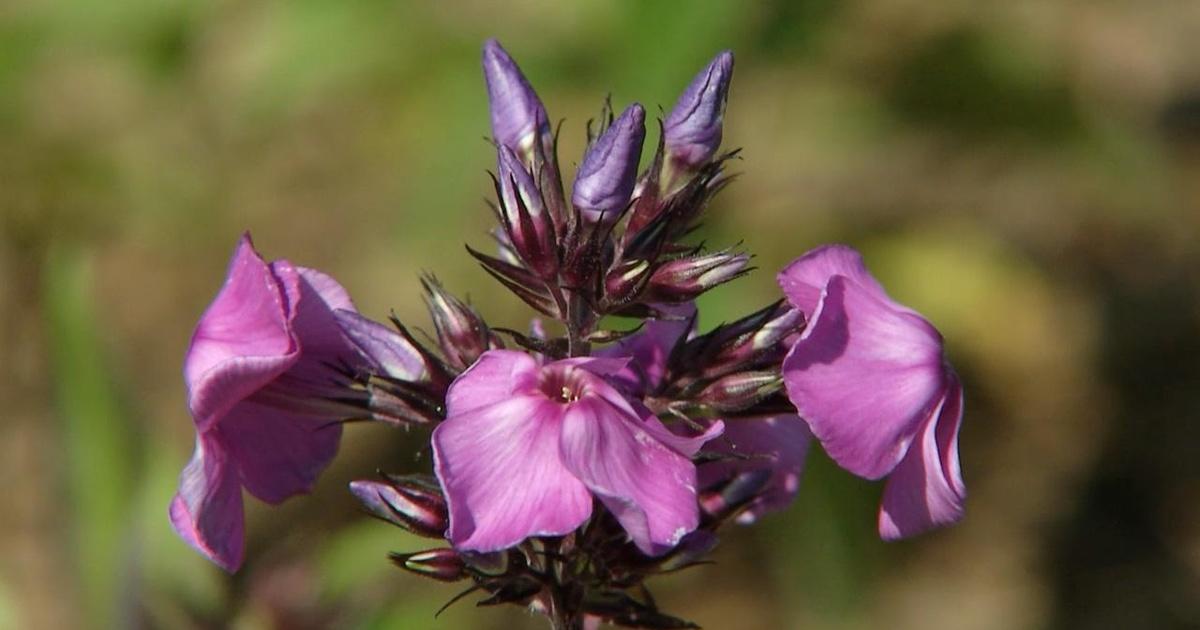 Virginia Home Grown | Choosing Plants for a Pollinator Garden | Season ...
