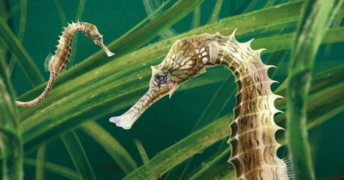 Eons | How Plate Tectonics Gave Us Seahorses | Season 5 | Episode 5 | PBS