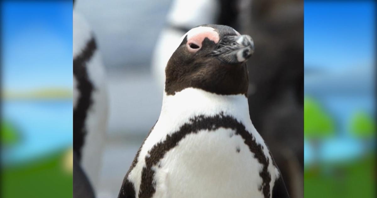 Camp TV | Penguins | Season 2021 | PBS