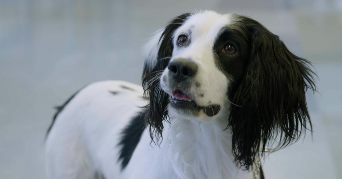 Student Spotlight | CCSD Police K9 Officer Oreo Loves Hugs and Finding ...