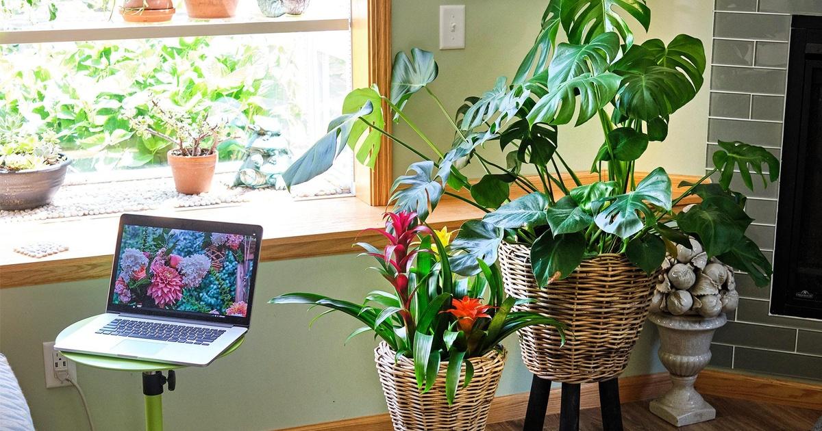 J Schwanke’s Life In Bloom | Plants and Flowers for a Healthy Home ...