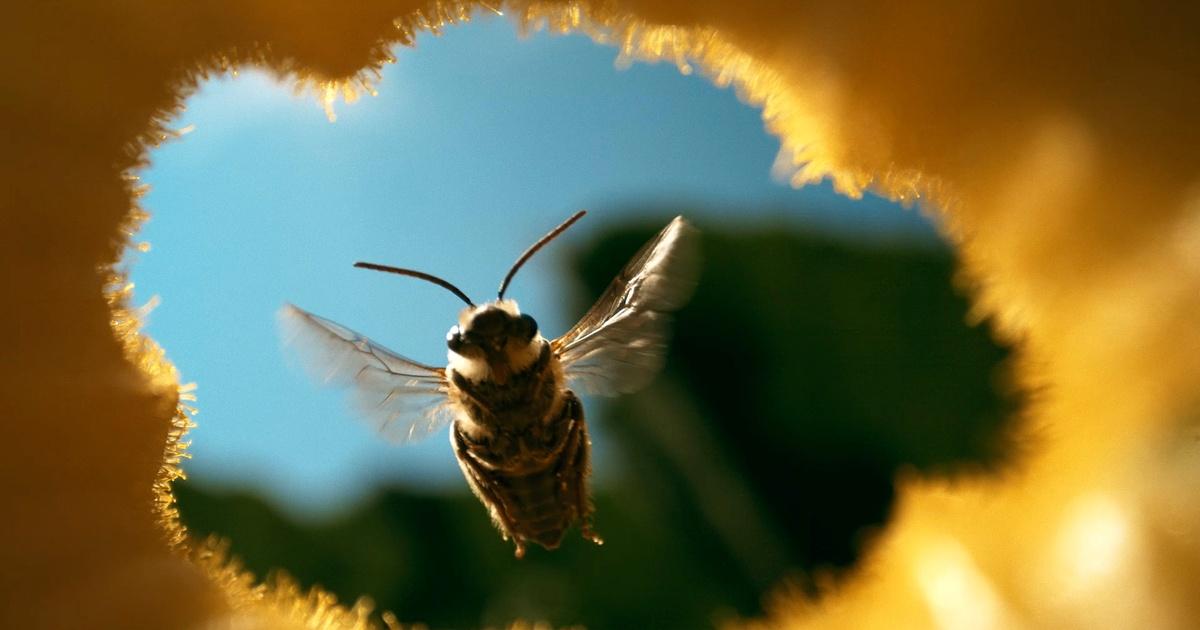 Human Footprint | The Honey Trap | Season 2 | Episode 4 | WTTW